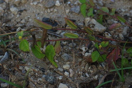 East indian jew's-mallow (Corchorus aestuans) Flower, Leaf, Care, Uses ...