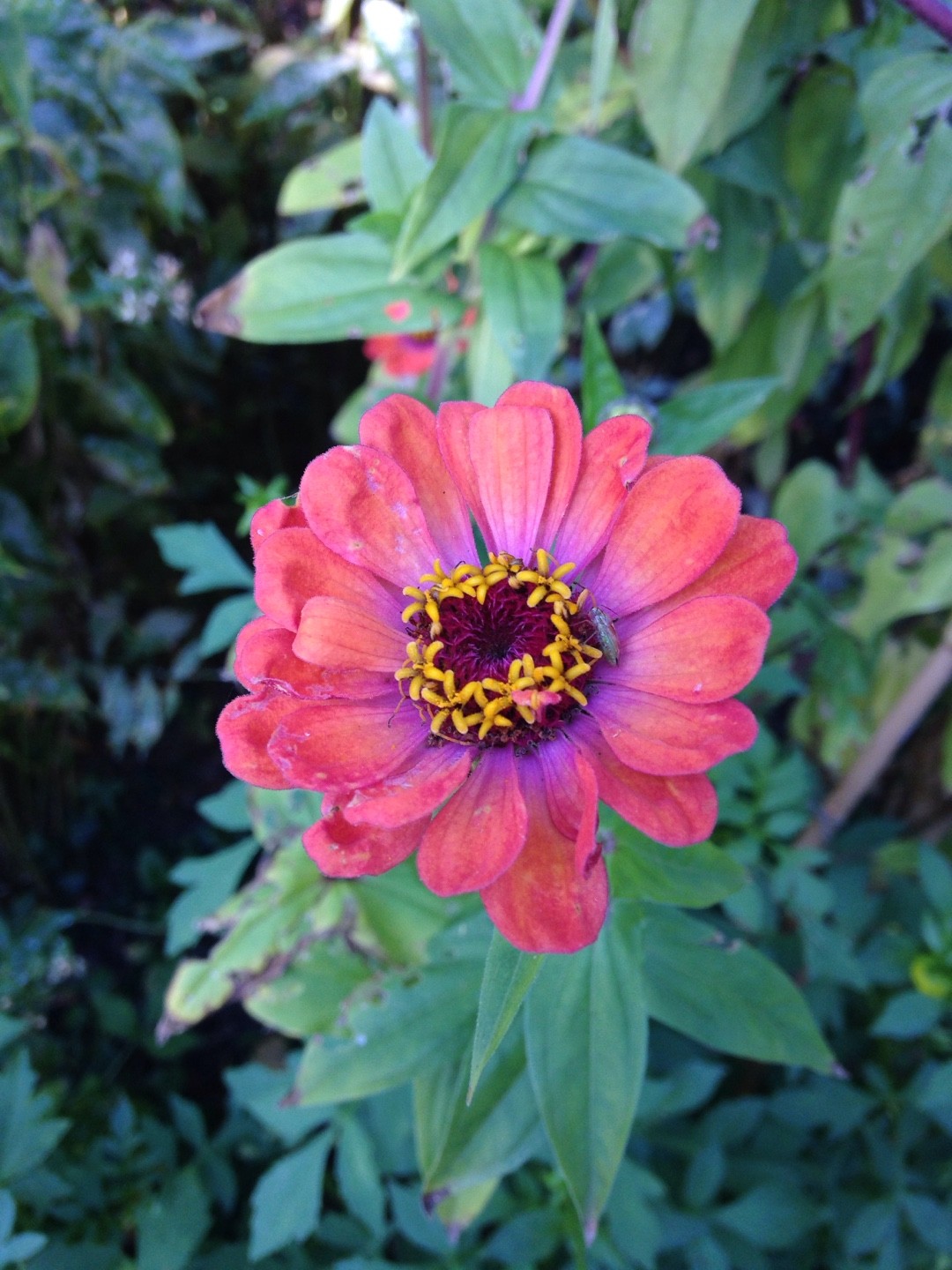 Gallito de monte (Zinnia peruviana) - PictureThis