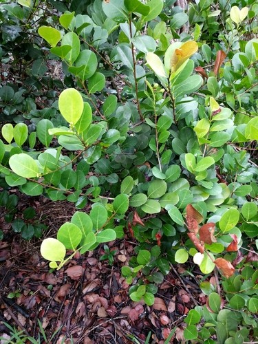 Icaco (Chrysobalanus icaco) - PictureThis