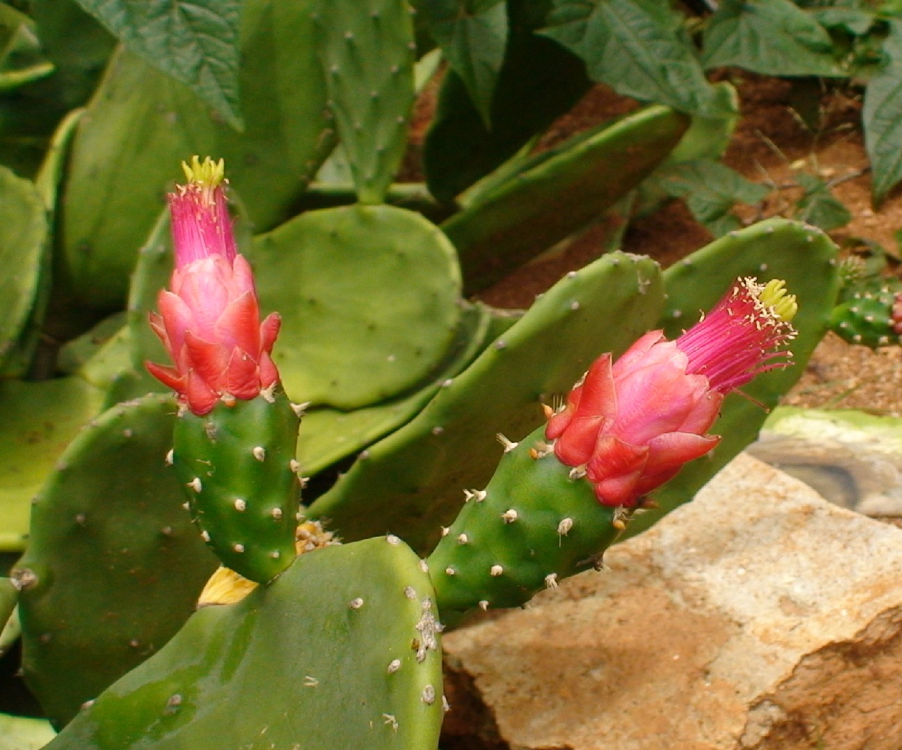 PictureThis - Nopalea cochenillifera