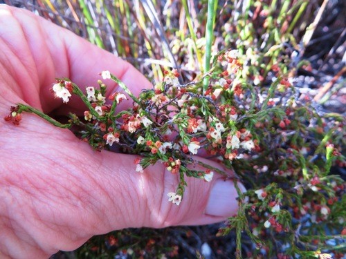 Erica multiflexuosa Flower, Leaf, Care, Uses - PictureThis