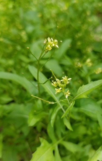 Vineyard wall-rocket (Diplotaxis viminea) Flower, Leaf, Care, Uses ...