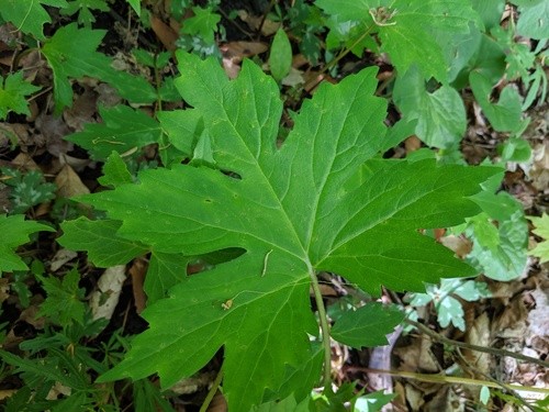 Broadleaf waterleaf Care (Watering, Fertilize, Pruning, Propagation ...