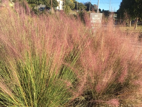 ミューレンベルギア・カピラリス (Muhlenbergia capillaris) 花言葉，毒性，よくある質問 - PictureThis