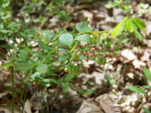 Hillside Blueberry (Vaccinium pallidum) Flower, Leaf, Care, Uses ...