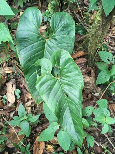 Laceleaf Care (Watering, Fertilize, Pruning, Propagation) - PictureThis