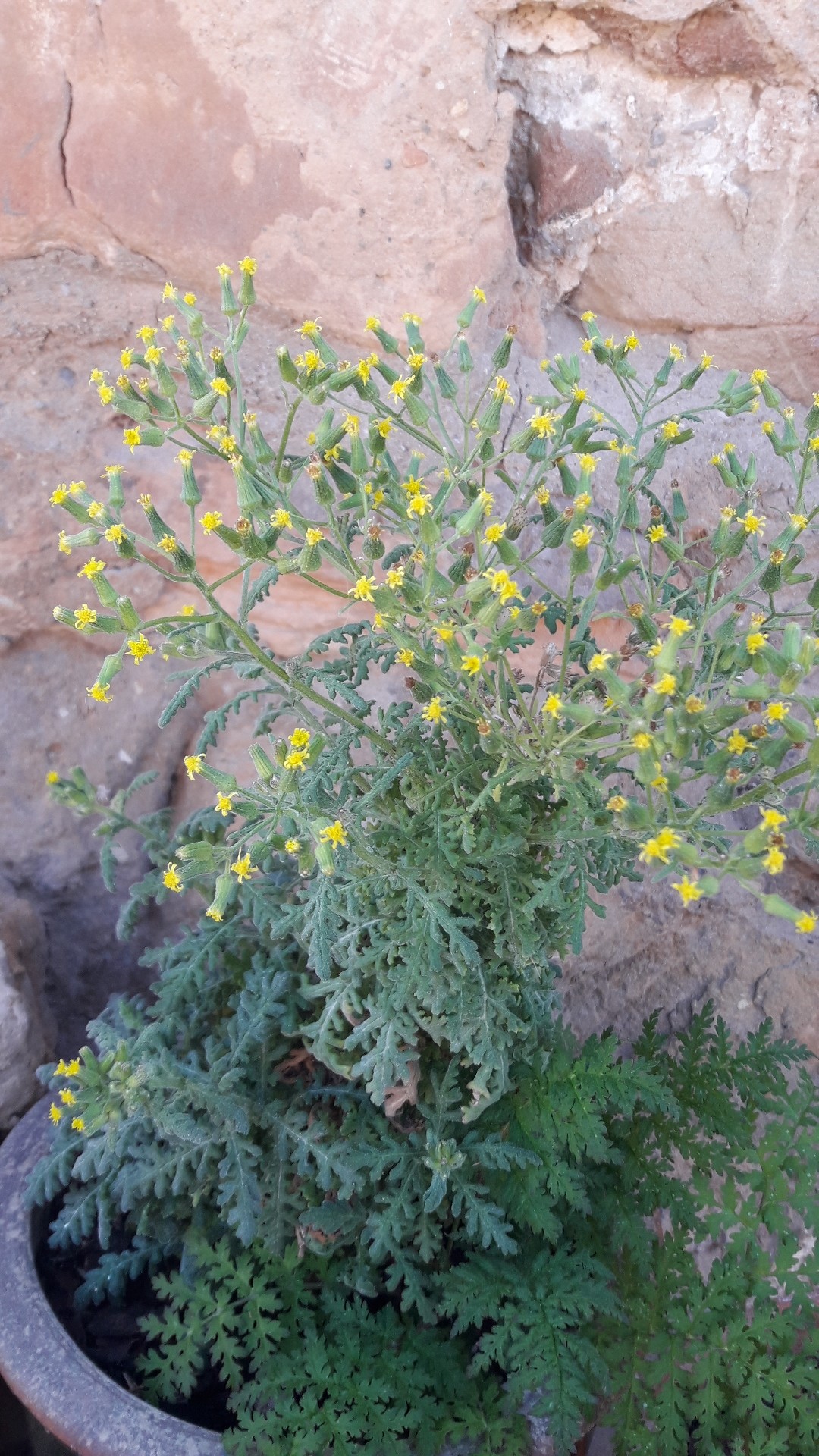 Sticky groundsel (Senecio viscosus) Flower, Leaf, Uses - PictureThis
