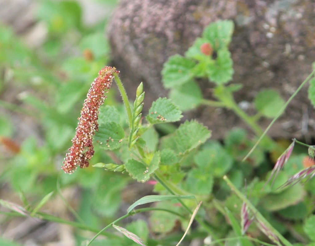 Round copperleaf (Acalypha monostachya) Flower, Leaf, Care, Uses ...