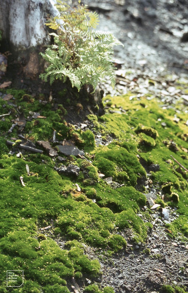 Heath star moss (Campylopus introflexus) Flower, Leaf, Care, Uses ...