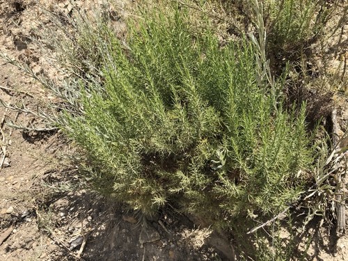 Pine-bush (Ericameria pinifolia) Flower, Leaf, Care, Uses - PictureThis