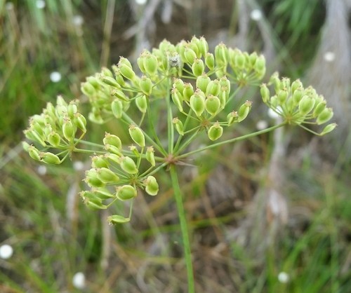 Water cowbane (Tiedemannia filiformis) Flower, Leaf, Care, Uses ...