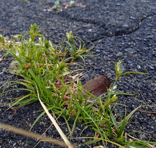 Carex inversa - PictureThis