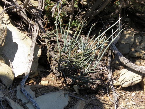 Cadaba aphylla - PictureThis