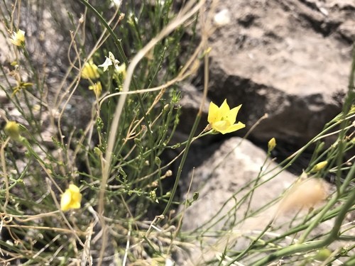 Rough menodora (Menodora scabra) Flower, Leaf, Care, Uses - PictureThis