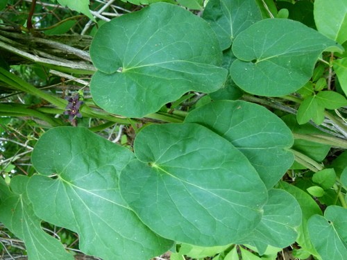 Matelea carolinensis - PictureThis