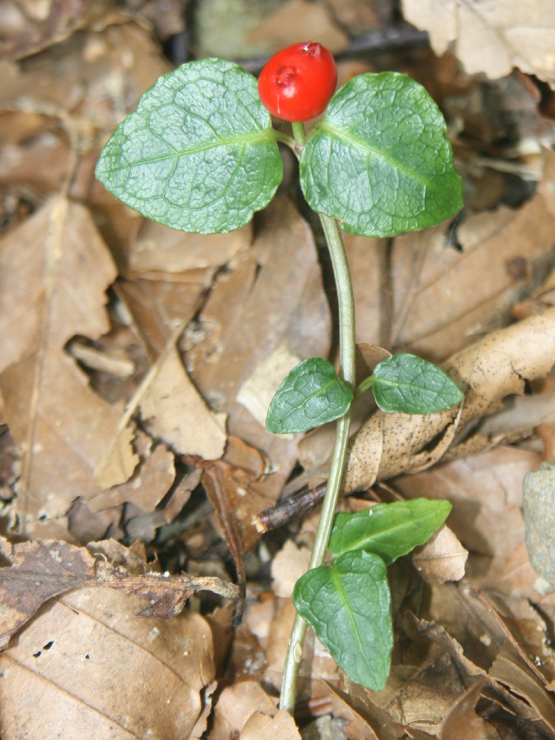 호자덩굴 (Mitchella undulata) - PictureThis