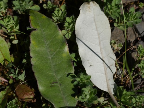 Olearia albida - PictureThis