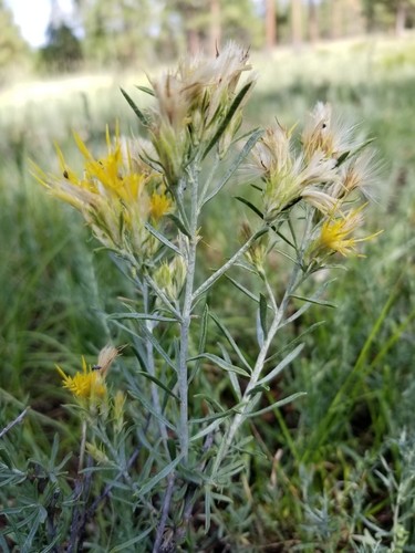 Hierba de conejo de guadalupe (Ericameria nauseosa) - PictureThis