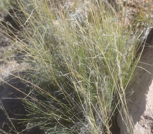 Mountain muhly (Muhlenbergia montana) Flower, Leaf, Care, Uses ...