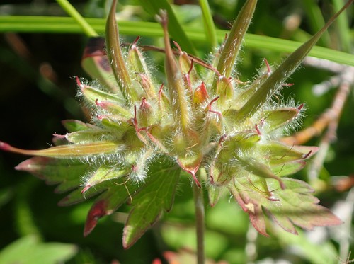 Герань пушистоцветковая (Geranium erianthum) - PictureThis