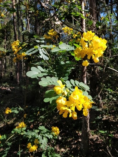 Valamuerto (Senna pendula var. glabrata) Flower, Leaf, Care, Uses ...