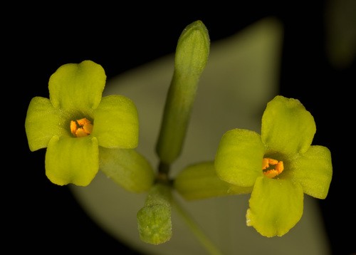 Nodding wikstroemia Care (Watering, Fertilize, Pruning, Propagation ...