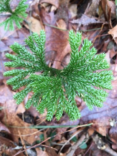 Álbol de Groundpine (Dendrolycopodium dendroideum) - PictureThis