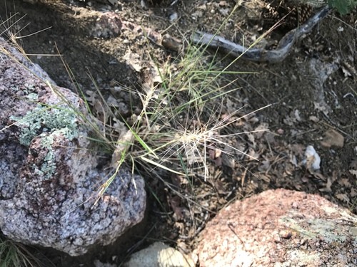 Triguillo desértico (Elymus elymoides) - PictureThis
