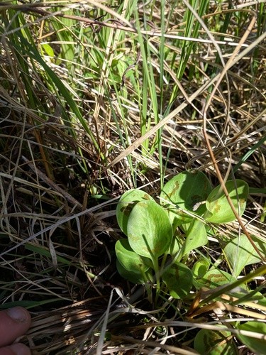 Fen grass of parnassus Care (Watering, Fertilize, Pruning, Propagation ...