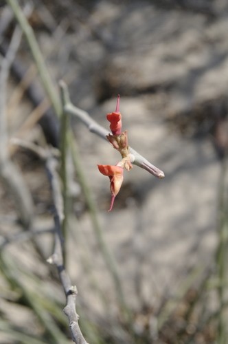 Slipper plant (Euphorbia lomelii) Flower, Leaf, Care, Uses - PictureThis