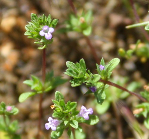 Pogogyne serpylloides - PictureThis