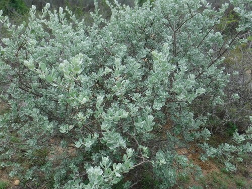 Cenizo (Leucophyllum frutescens) - PictureThis