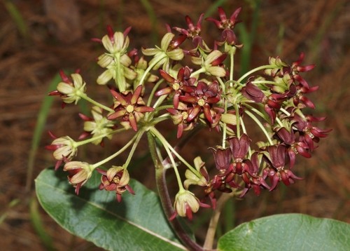 Talayote (Asclepias hypoleuca) - PictureThis