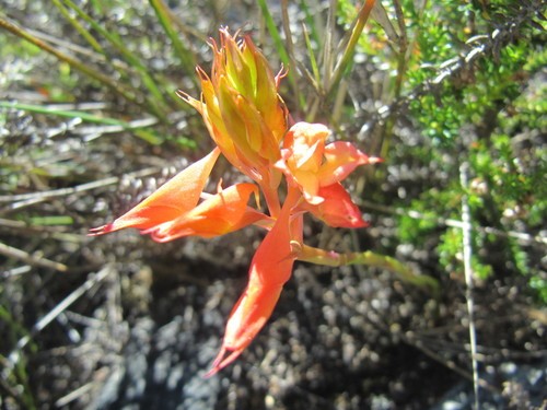 Disa ferruginea - PictureThis