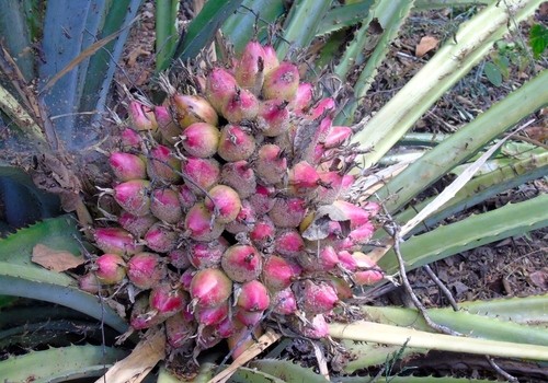 Piñuela (Bromelia pinguin) - PictureThis