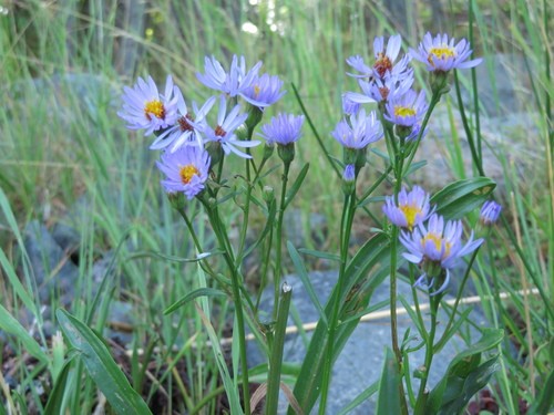 Strand-Aster (Tripolium pannonicum) - PictureThis