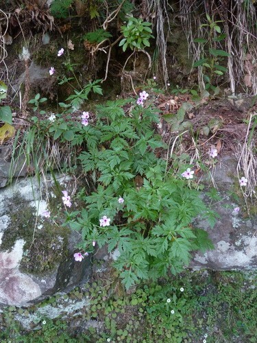 Géranium à feuilles découpées (Geranium palmatum) - PictureThis