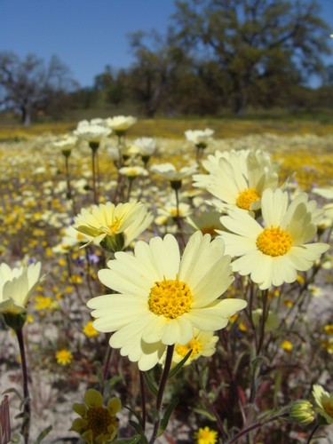 Layia glandulosa (Layia glandulosa) คู่มือการดูแล - PictureThis