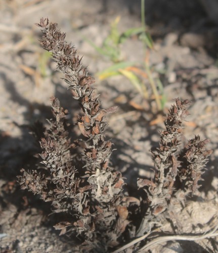 Louisiana broomrape (Aphyllon ludovicianum) Flower, Leaf, Care, Uses ...