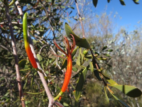 Lysiana Flower, Leaf, Care, Uses - PictureThis