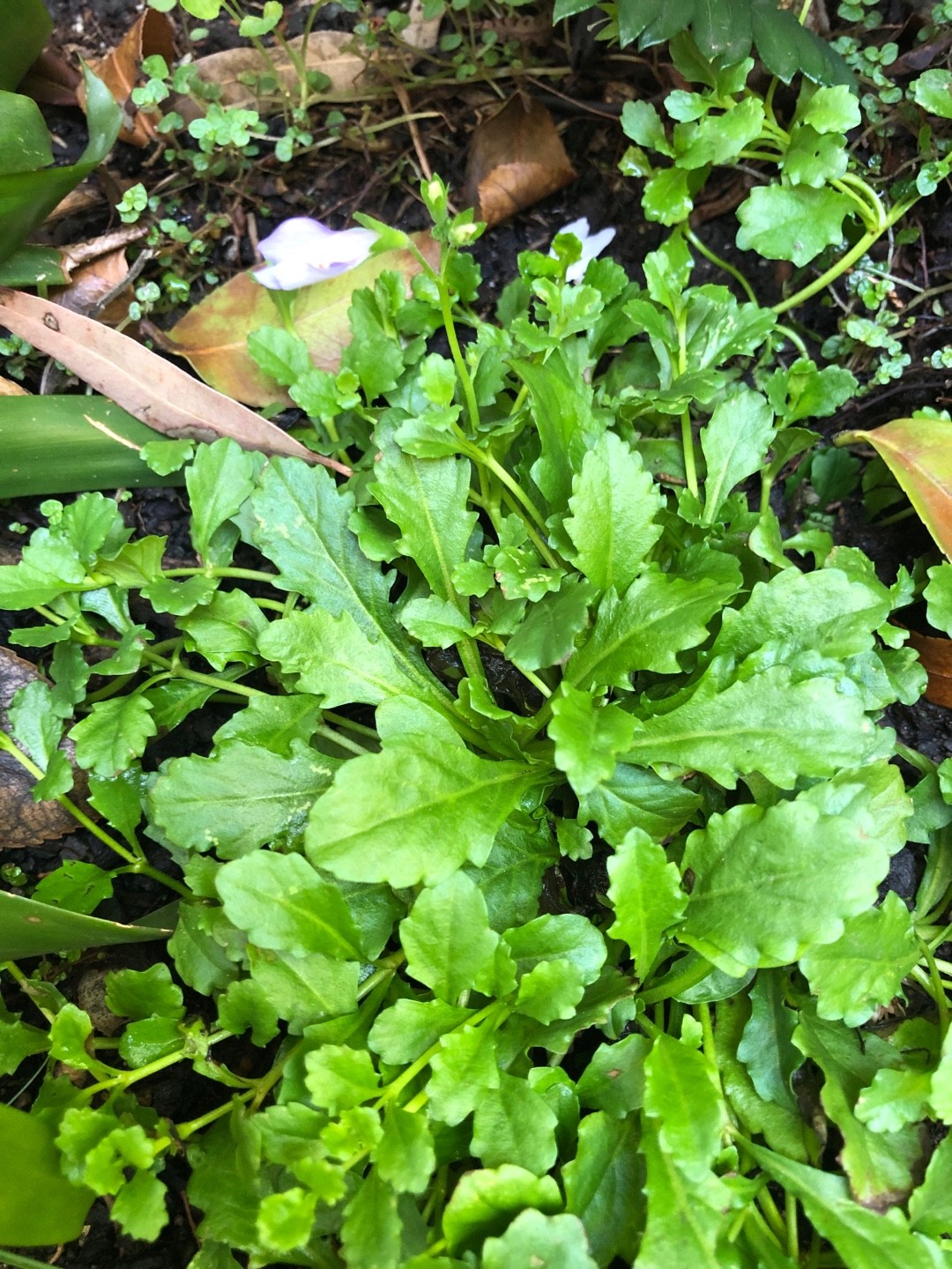 Mazus fauriei Flower, Leaf, Care, Uses - PictureThis