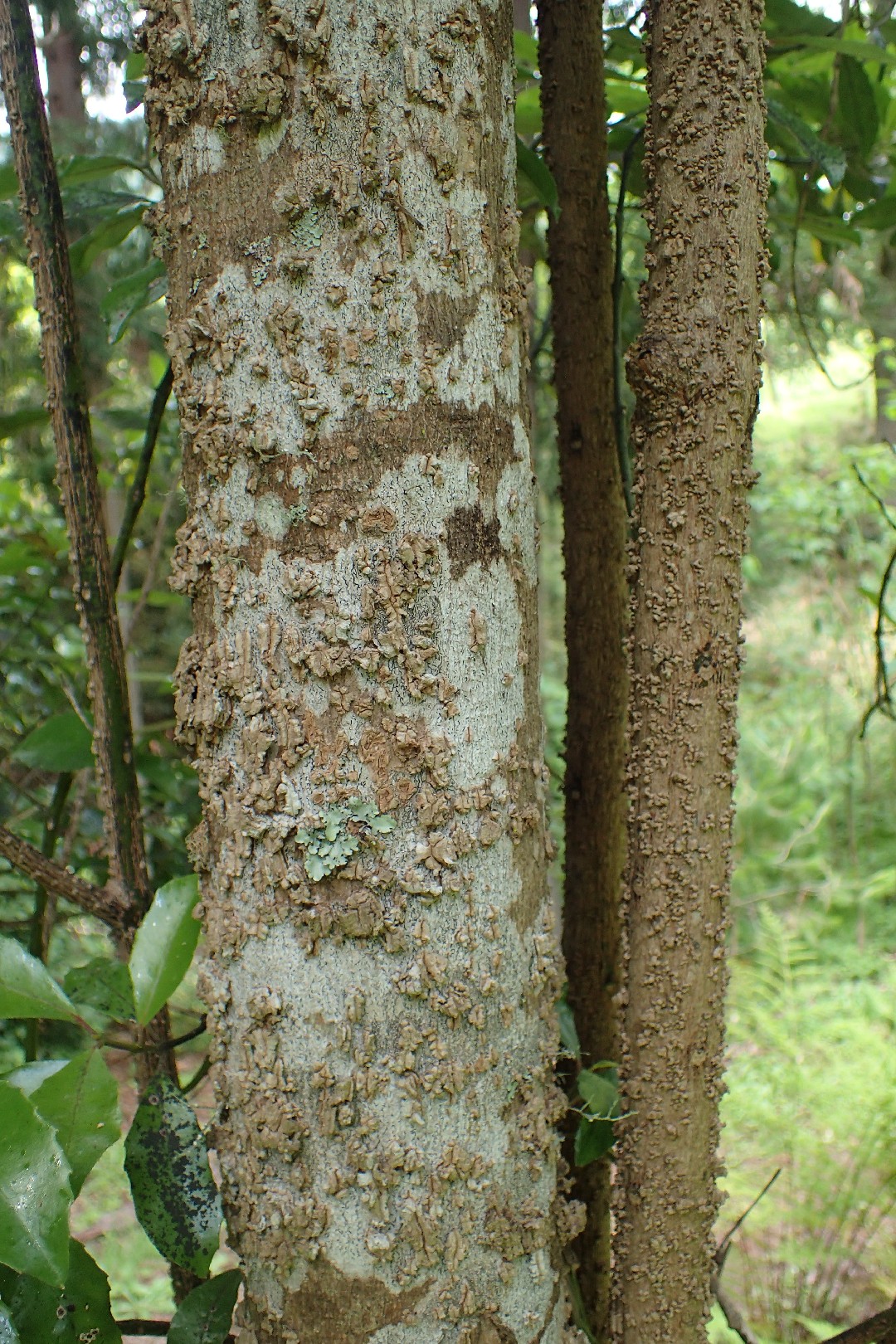 Hedycarya arborea - PictureThis