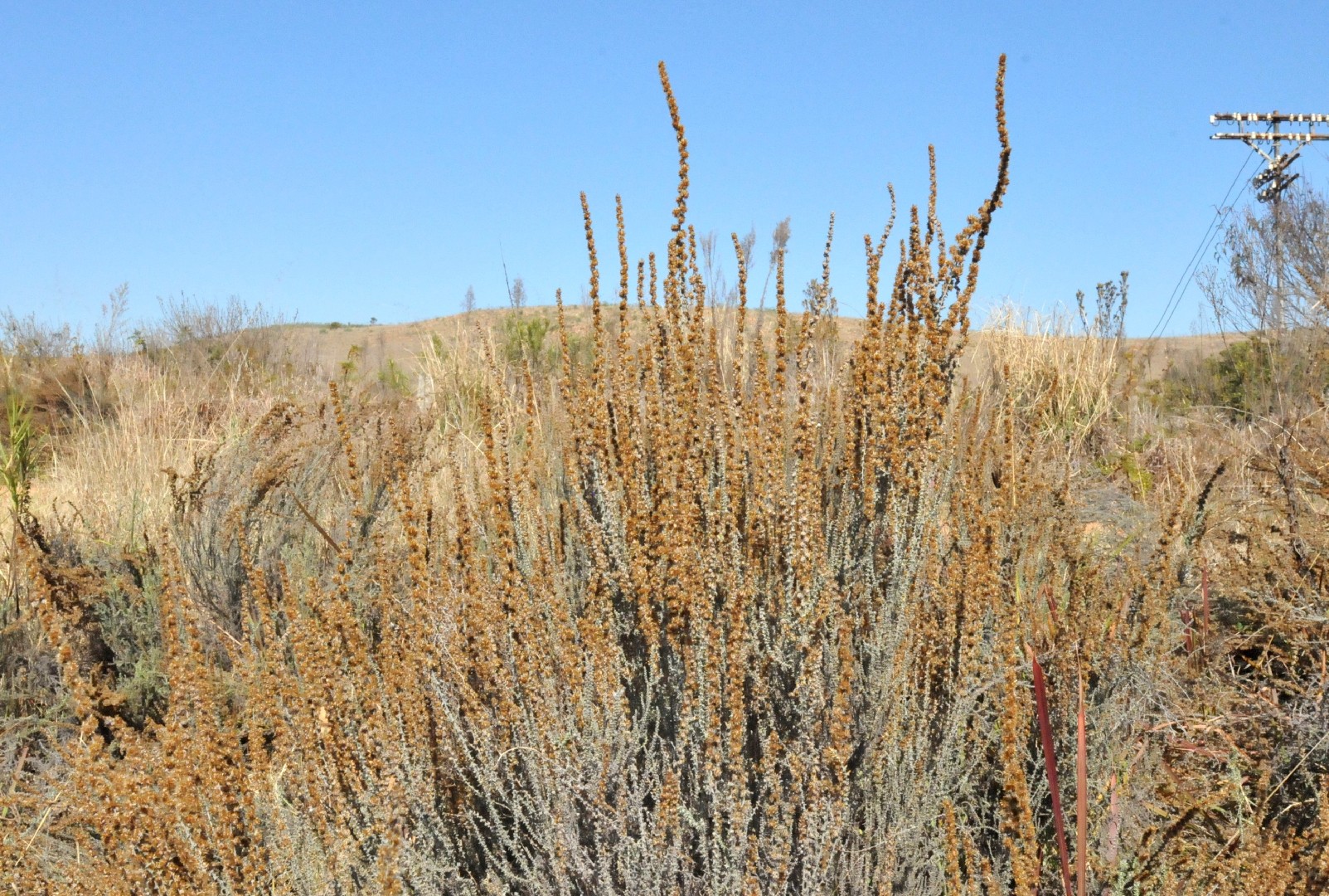 Stoebe plumosa 花言葉，毒性，よくある質問 - PictureThis