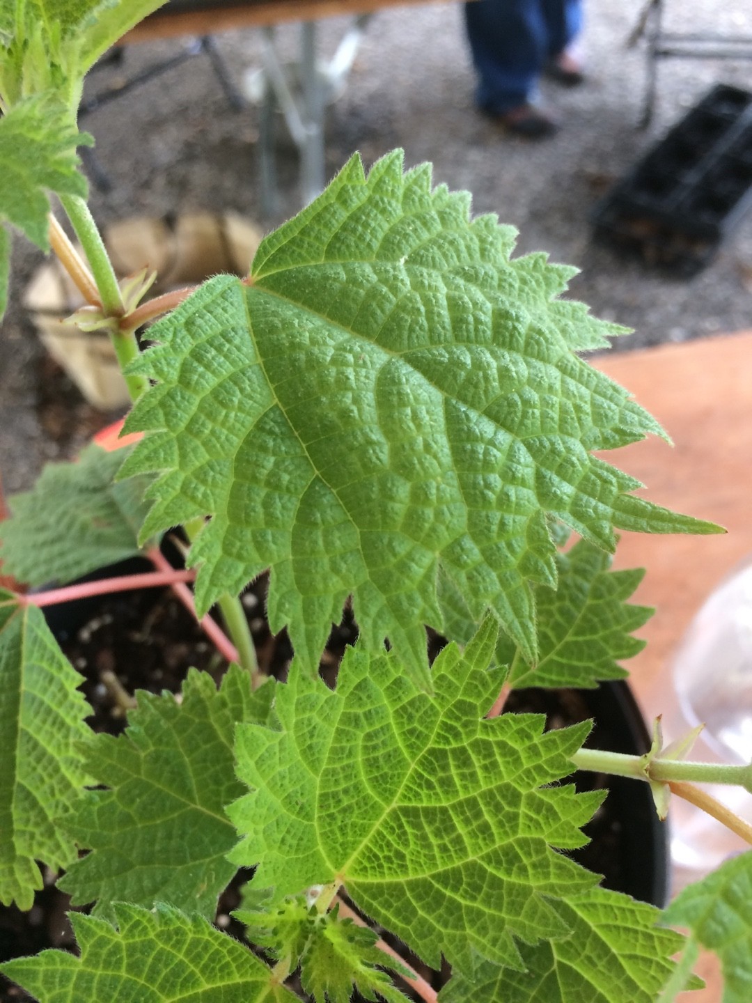 Japanese false nettle (Boehmeria japonica) Flower, Leaf, Care, Uses ...