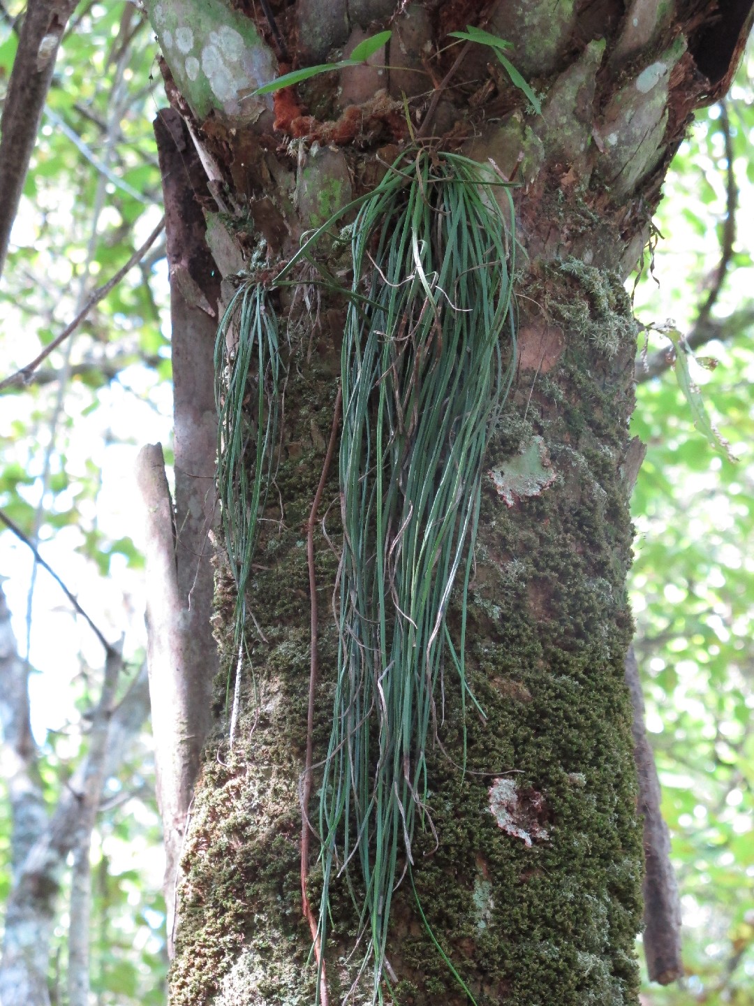 Shoestring fern (Vittaria lineata) Flower, Leaf, Care, Uses - PictureThis