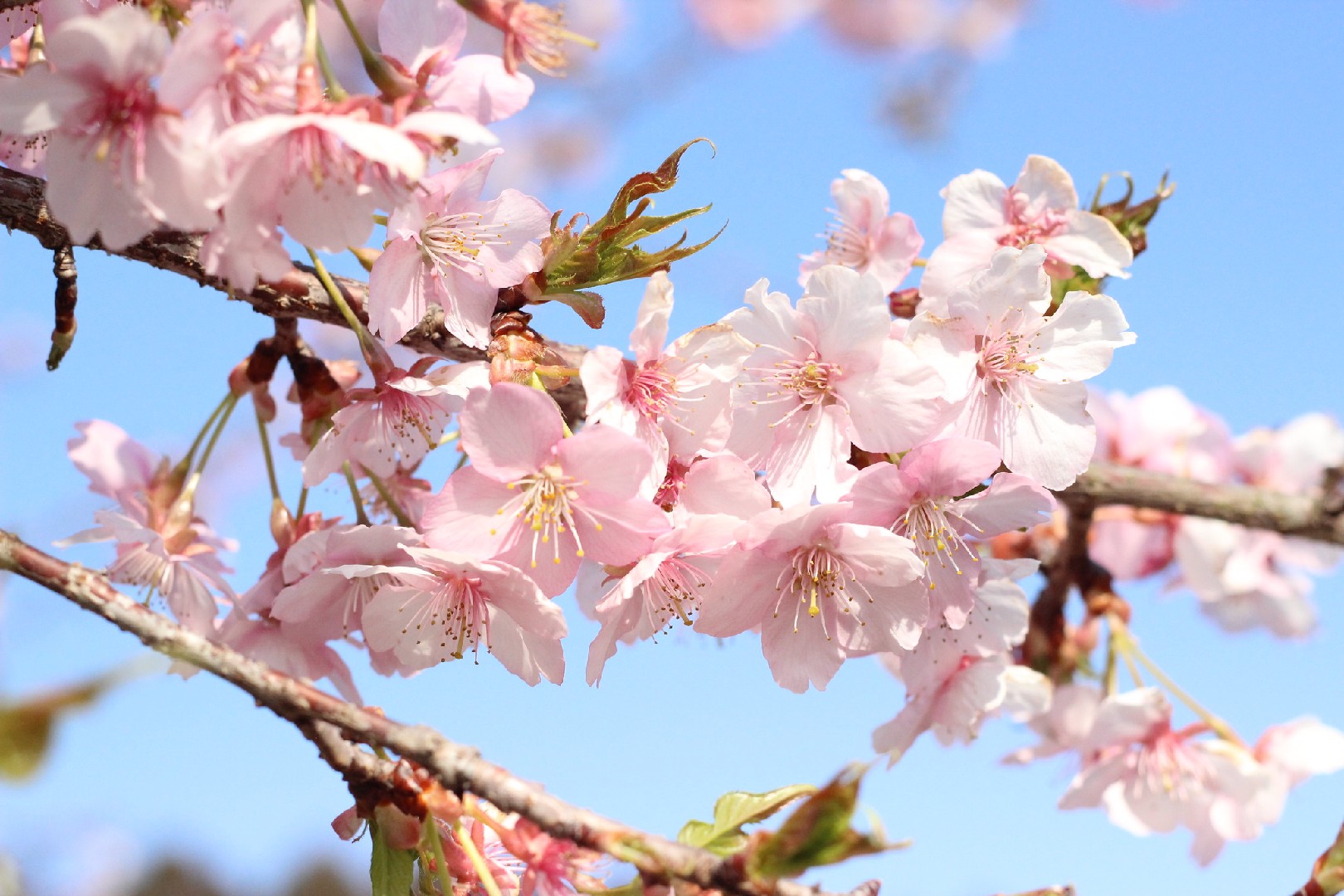 Flor de cerejeira (Cerasus × kanzakura 'Kawazu-zakura') - PictureThis