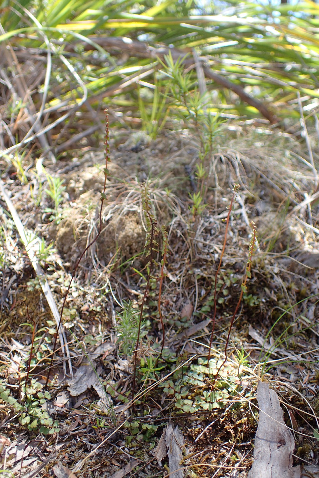 Lindsaea linearis - PictureThis