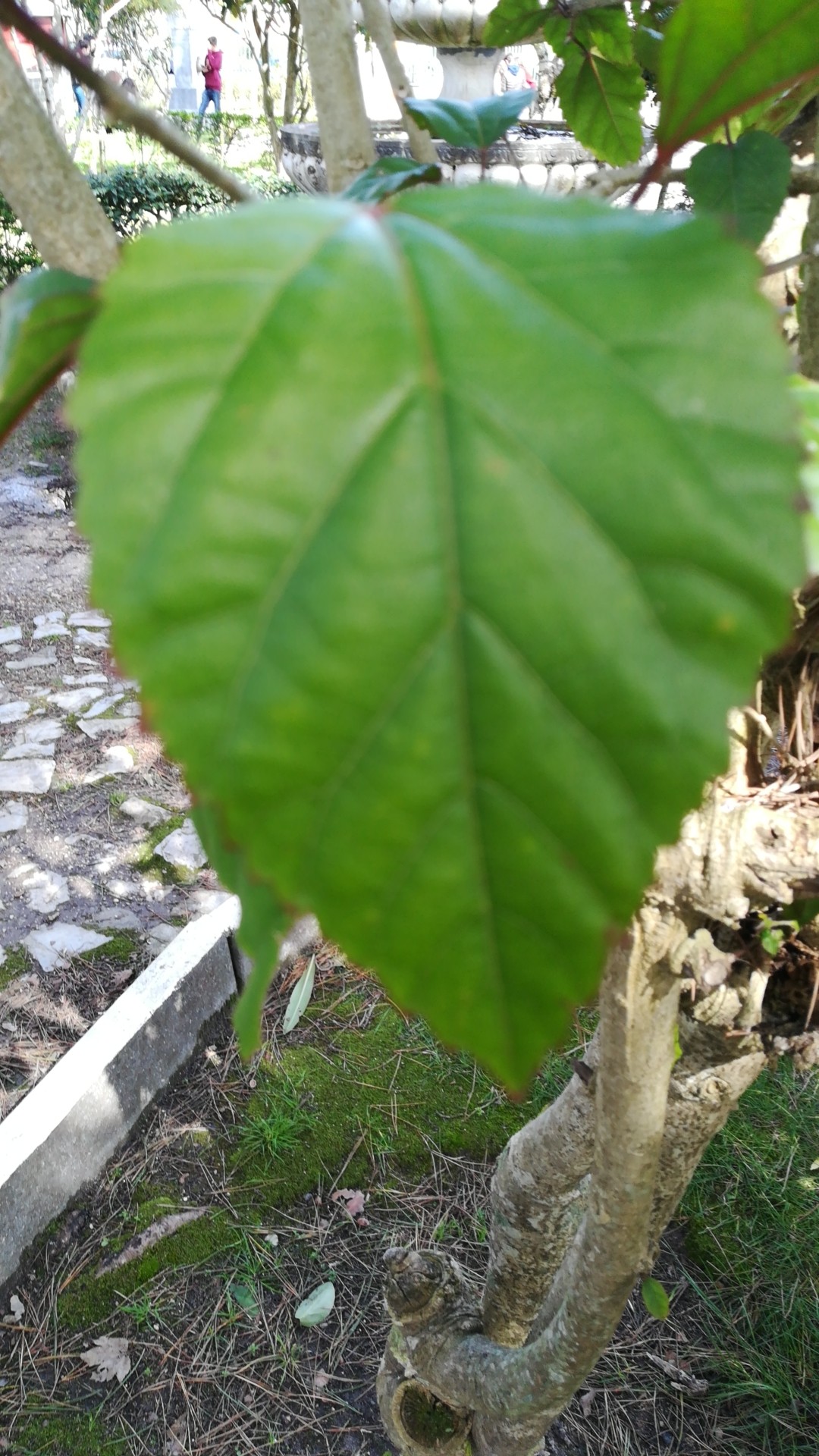 Himalayan birch (Betula utilis) Flower, Leaf, Uses - PictureThis