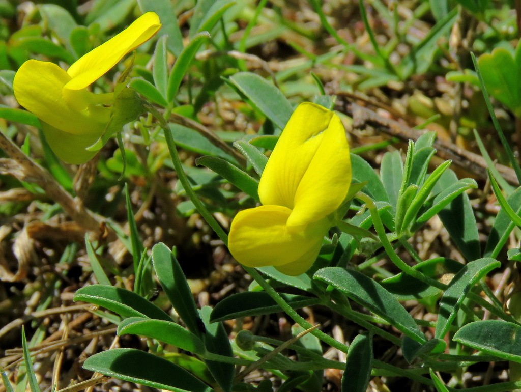 longbeak rattlebox Care (Watering, Fertilize, Pruning, Propagation ...