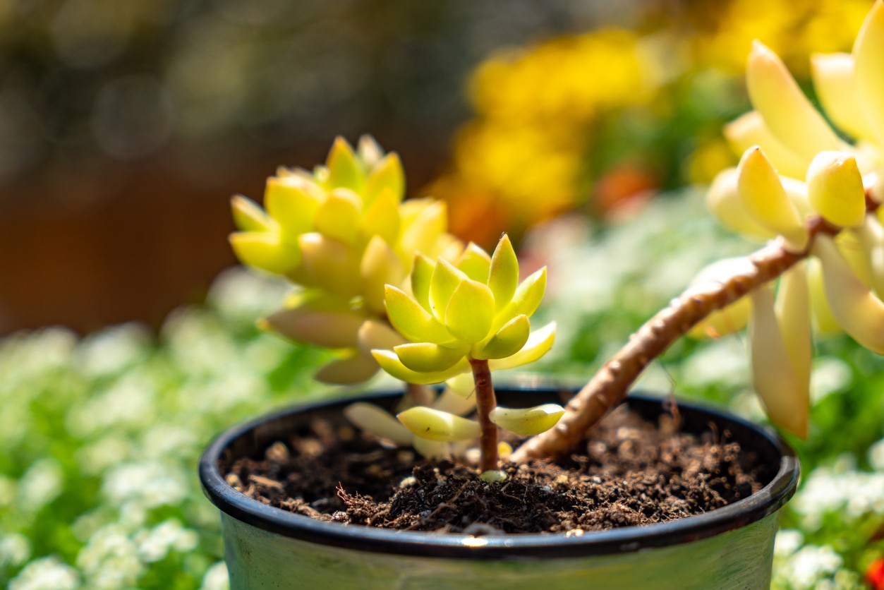 Golden sedum (Sedum adolphii) Flower, Leaf, Care, Uses - PictureThis